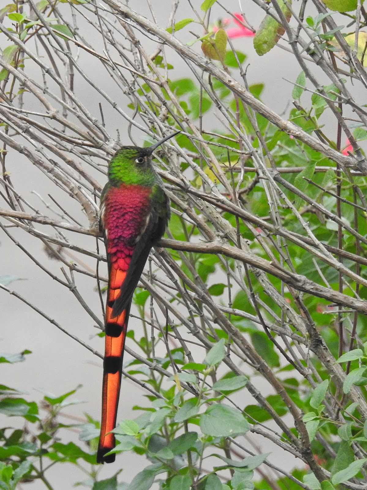 ALEJANDRO NEMEC FOTOGRAFIAS: COLIBRI DE COLA LARGA O COMETA
