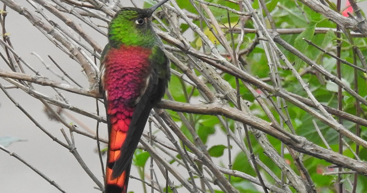 ALEJANDRO NEMEC FOTOGRAFIAS: COLIBRI DE COLA LARGA O COMETA