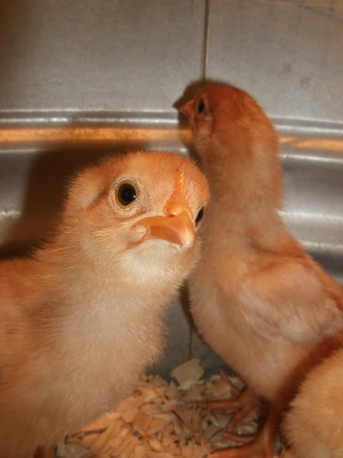 Pam's Backyard Chickens: Baby Chick Faces