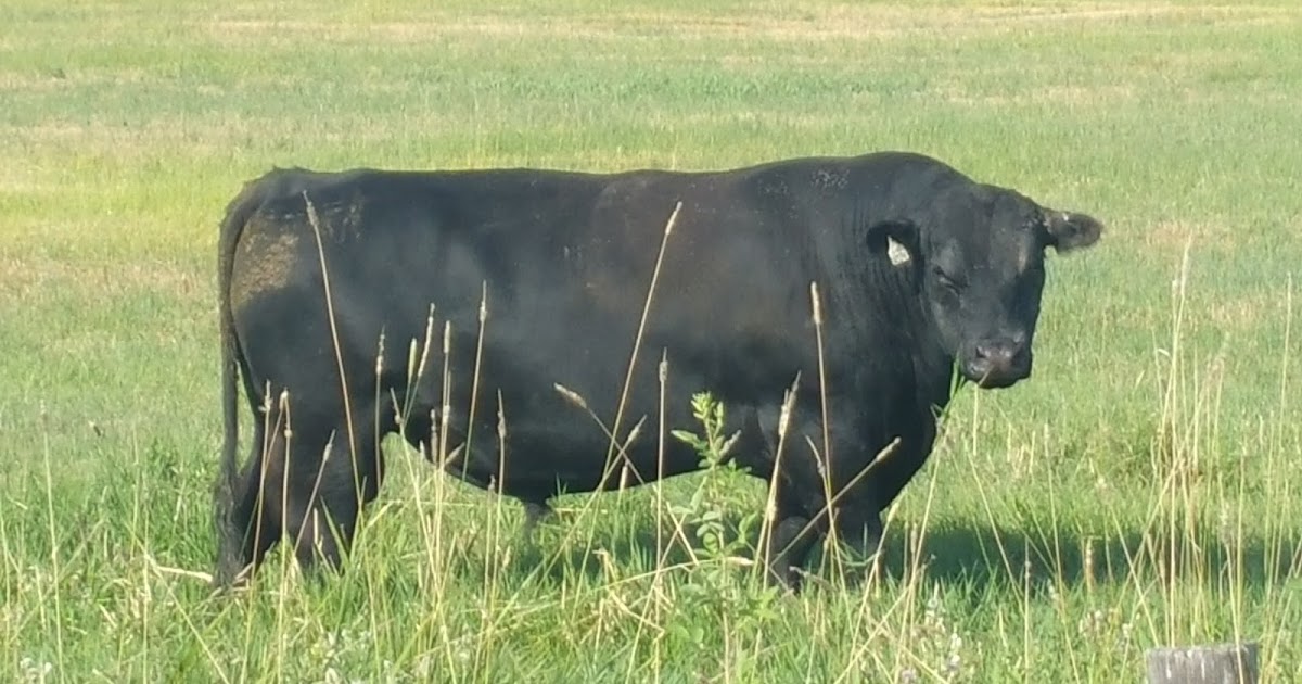 The Thighmaster Route to Kona: In search of Rage Cows