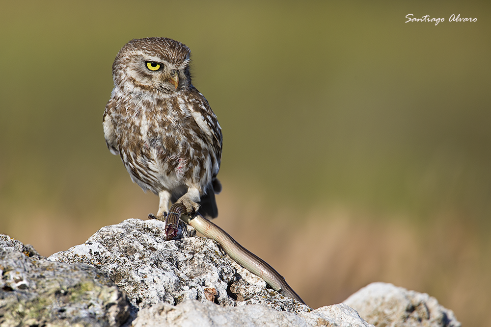 MOCHUELO EUROPEO | Mirada