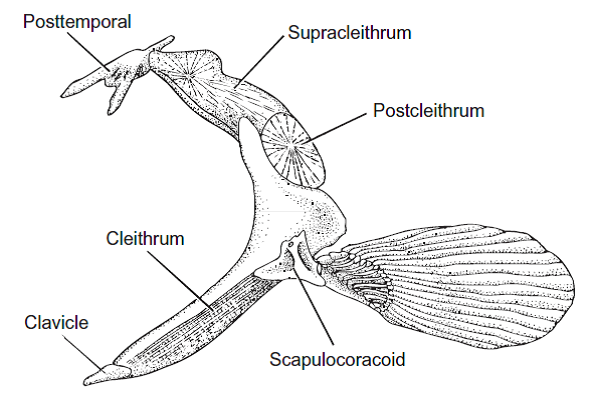 Ciencias de Joseleg: Filogenia del esqueleto apendicular, peces óseos ...