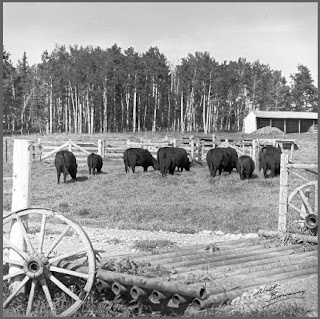 Canadian Angus Association Blog