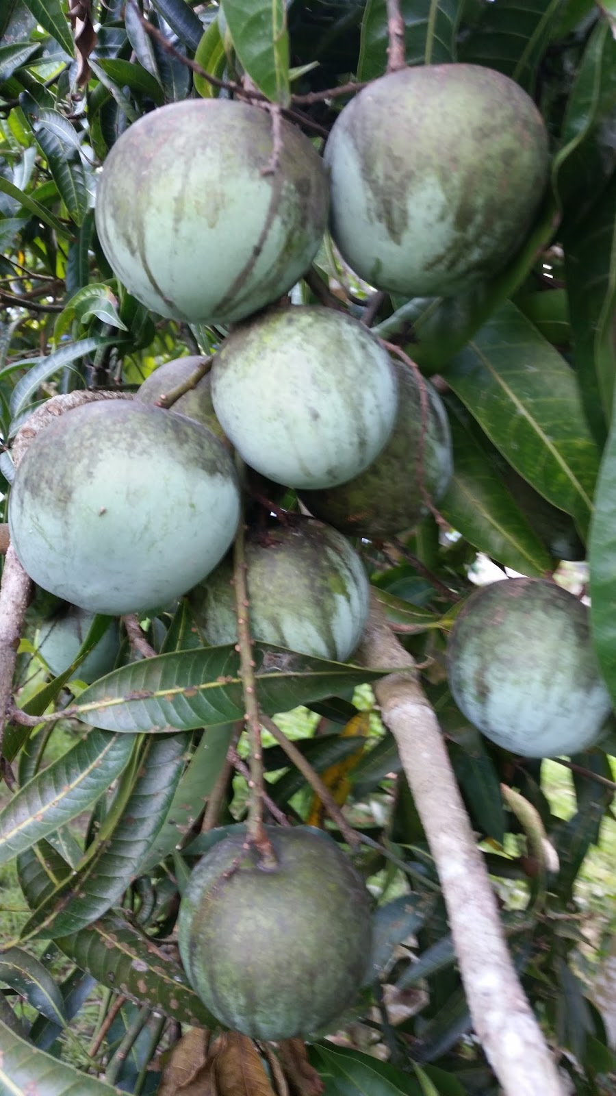 Warisan Petani: Tanaman Kuini vs Mangga.