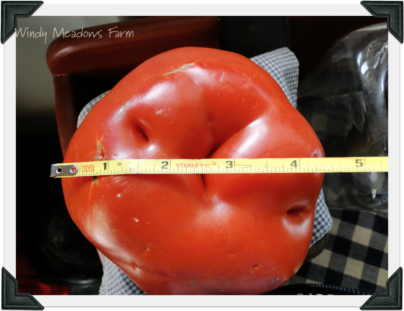 Windy Meadows Farm: Look at this tomato!