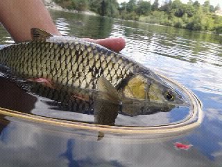 Nico64 pêche au leurre et à la mouche dans les pyrénées : La pêche du ...
