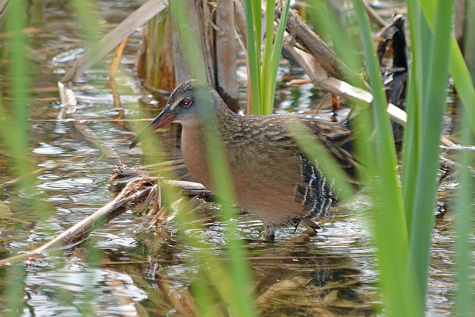 1410 OakWooD: Hard Wetland Birds