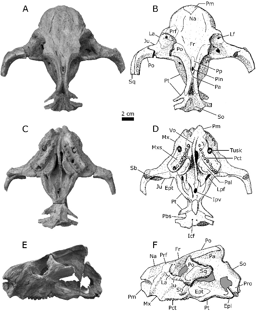 The Dragon's Tales: Endothiodon tolani: a new Endothiodont Dicynodont ...