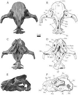 The Dragon's Tales: Endothiodon tolani: a new Endothiodont Dicynodont ...