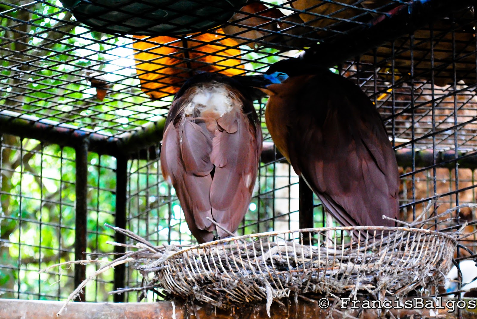 Bohol | Biggest Python ~ Pala-lagaw
