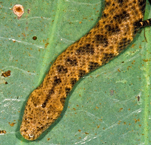 Bangkok Mud Snake, Enhydris jagorii (Peters, 1863) – Aquatic Snakes