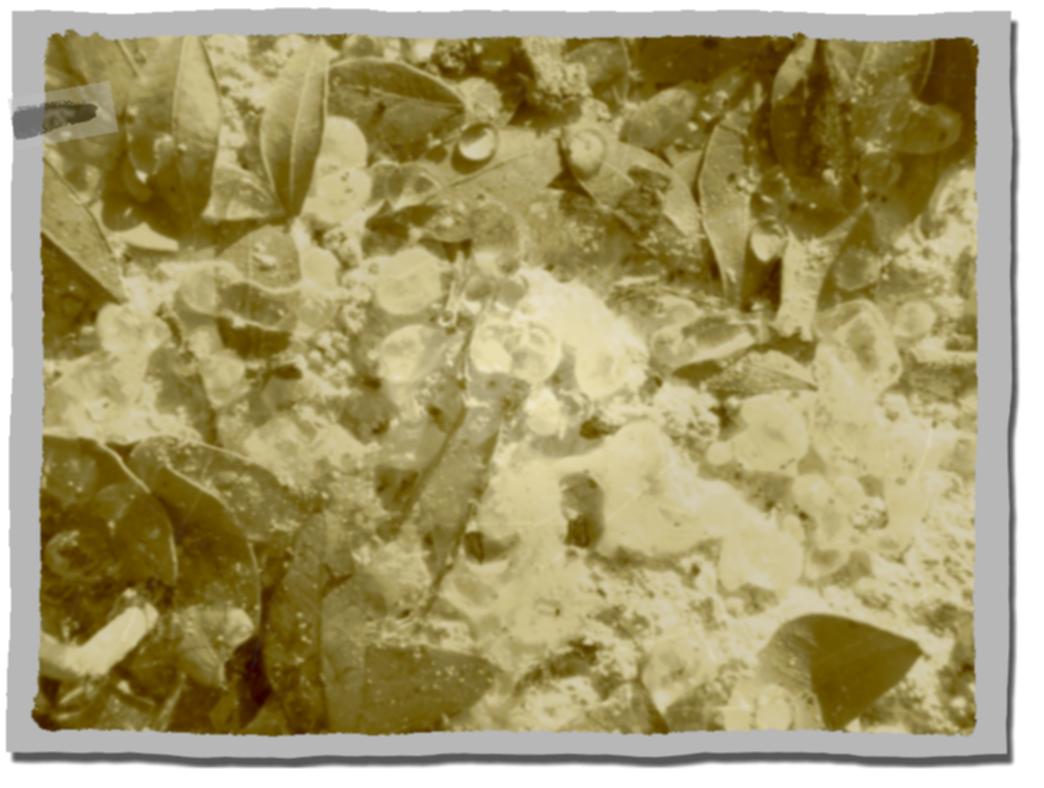 The Chios Mastic!! ~ katarraktisvillage