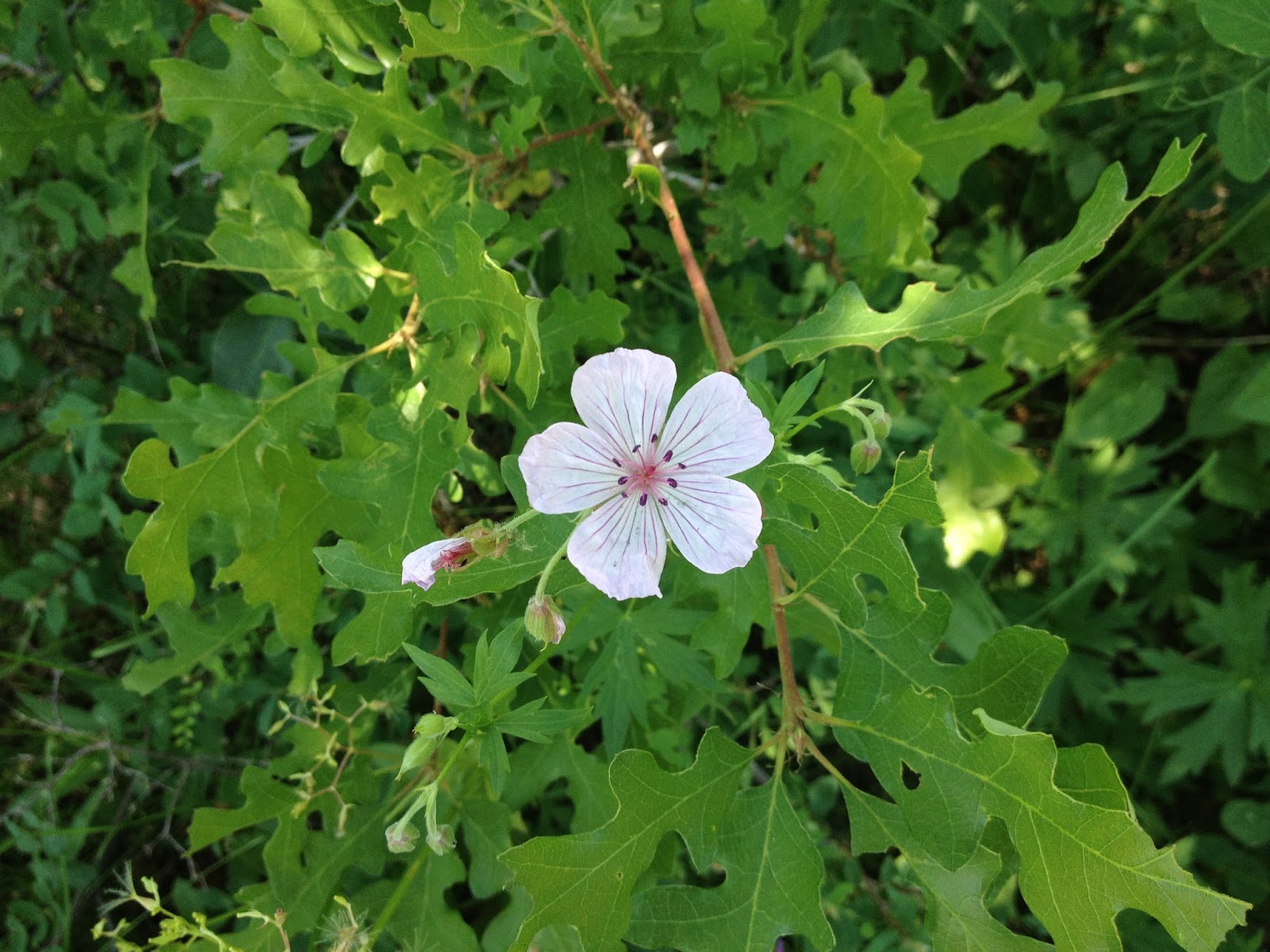 Our Life...: June 2015