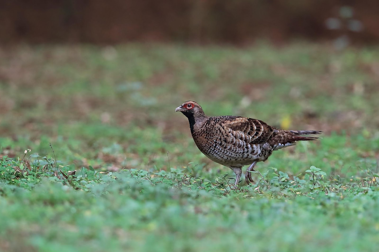 Not just birds: 1月 2019