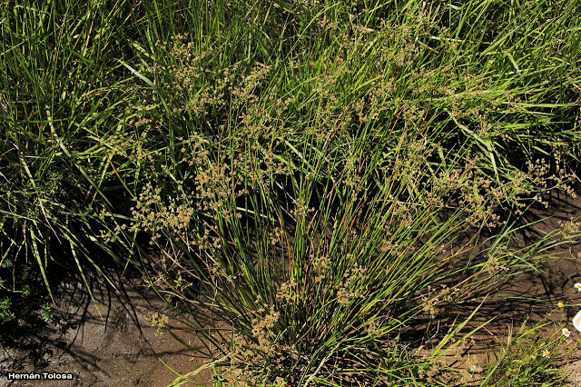 Argentina nativa: Junquillo (Juncus pallescens)