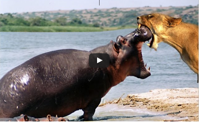 LION vs HIPPO - Animal Fight Lion vs Hippo vs Lion Real Fight | kata