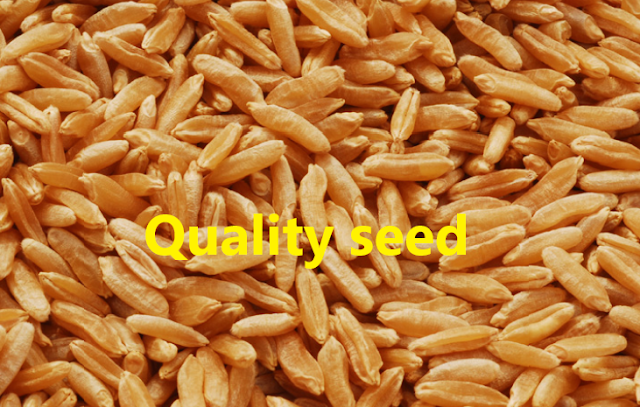 Basic 11 Qualities Of A Good Seed Basic Agricultural Study basic-11-qualities-of-a-good-seed-basic-agricultural-study