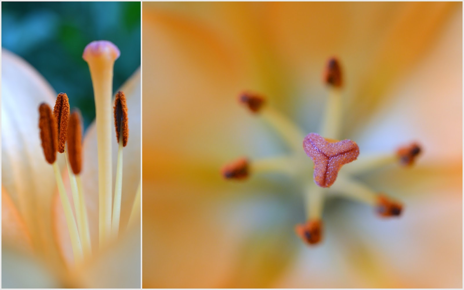 Jurnal de gradina: Crini comestibili