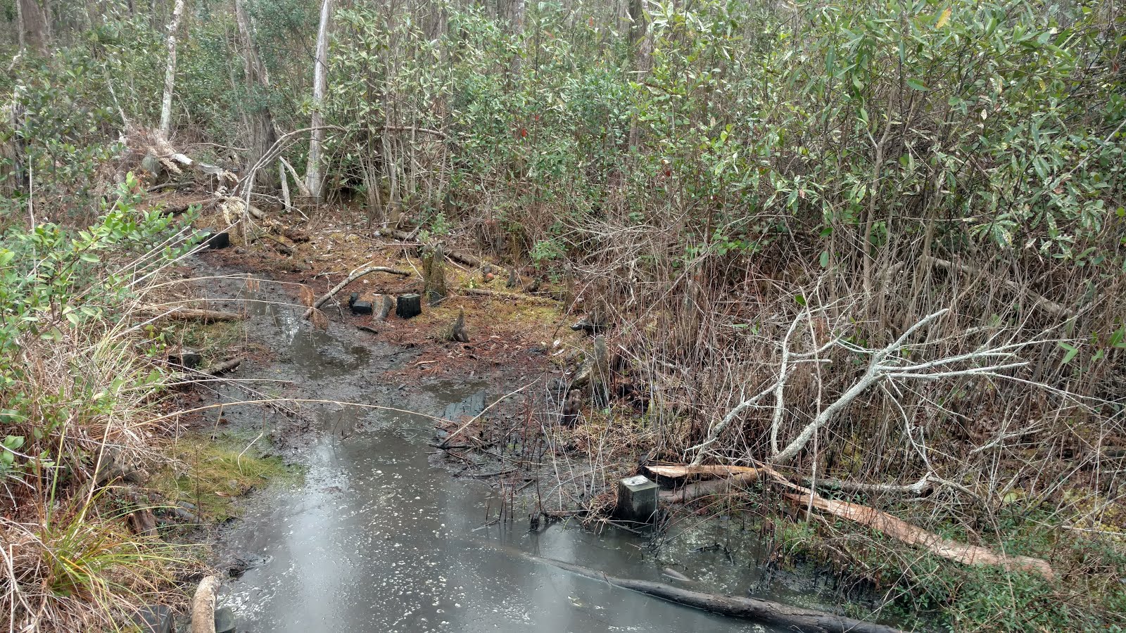 Ultimate Survival Technologies: Hiking in the Swamp