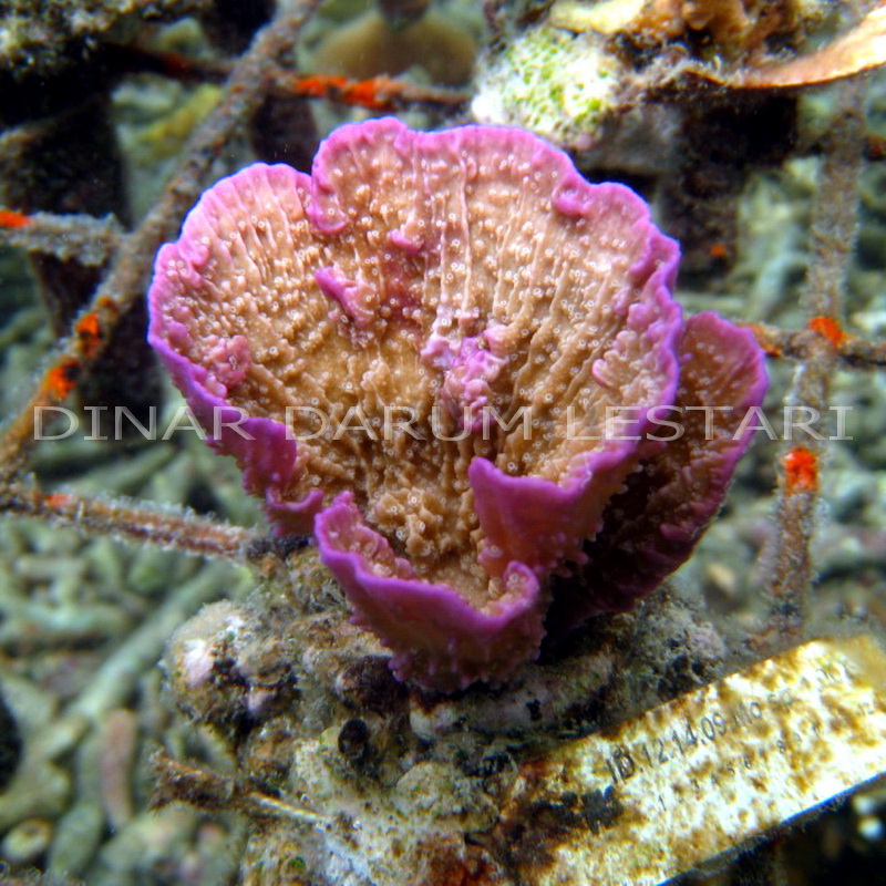 PT. DINAR DARUM LESTARI: Montipora spp