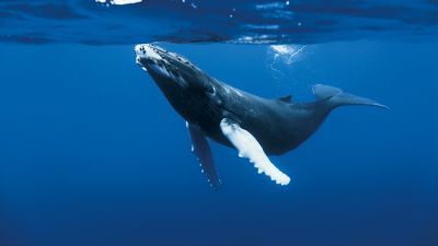 El mundo animal y la naturaleza: Ballena jorobada