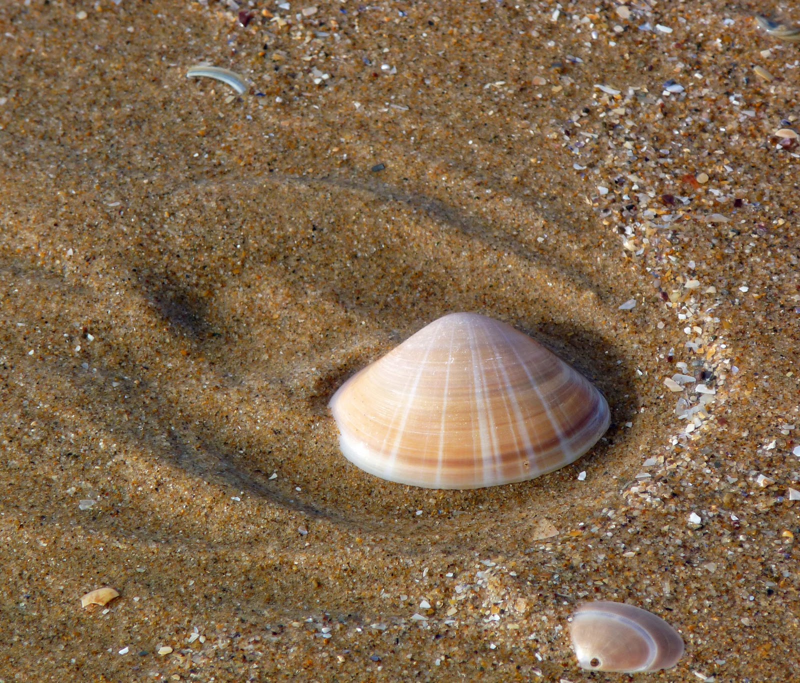 Wild and Wonderful: February 2011