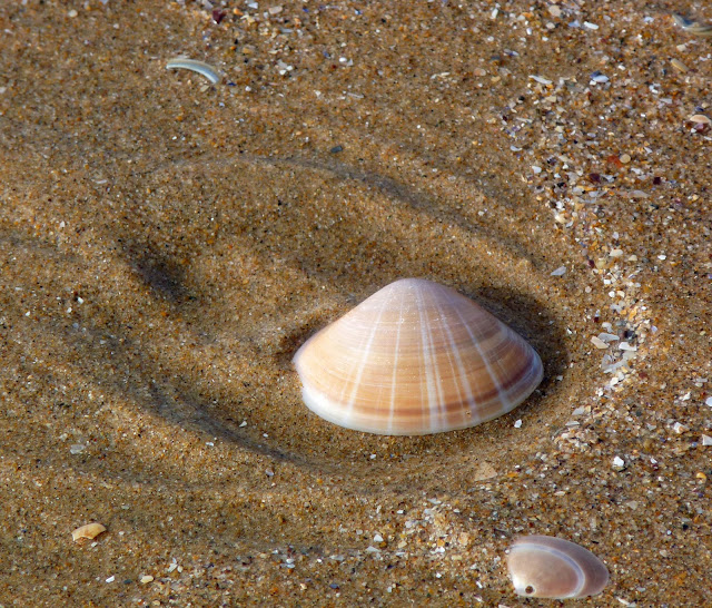 Wild and Wonderful: February 2011