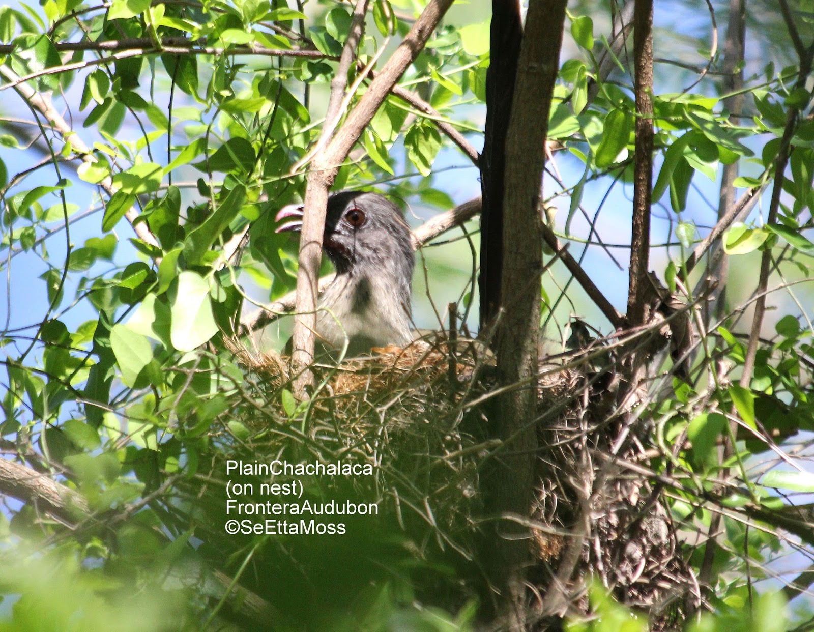 Chachalaca on the nest