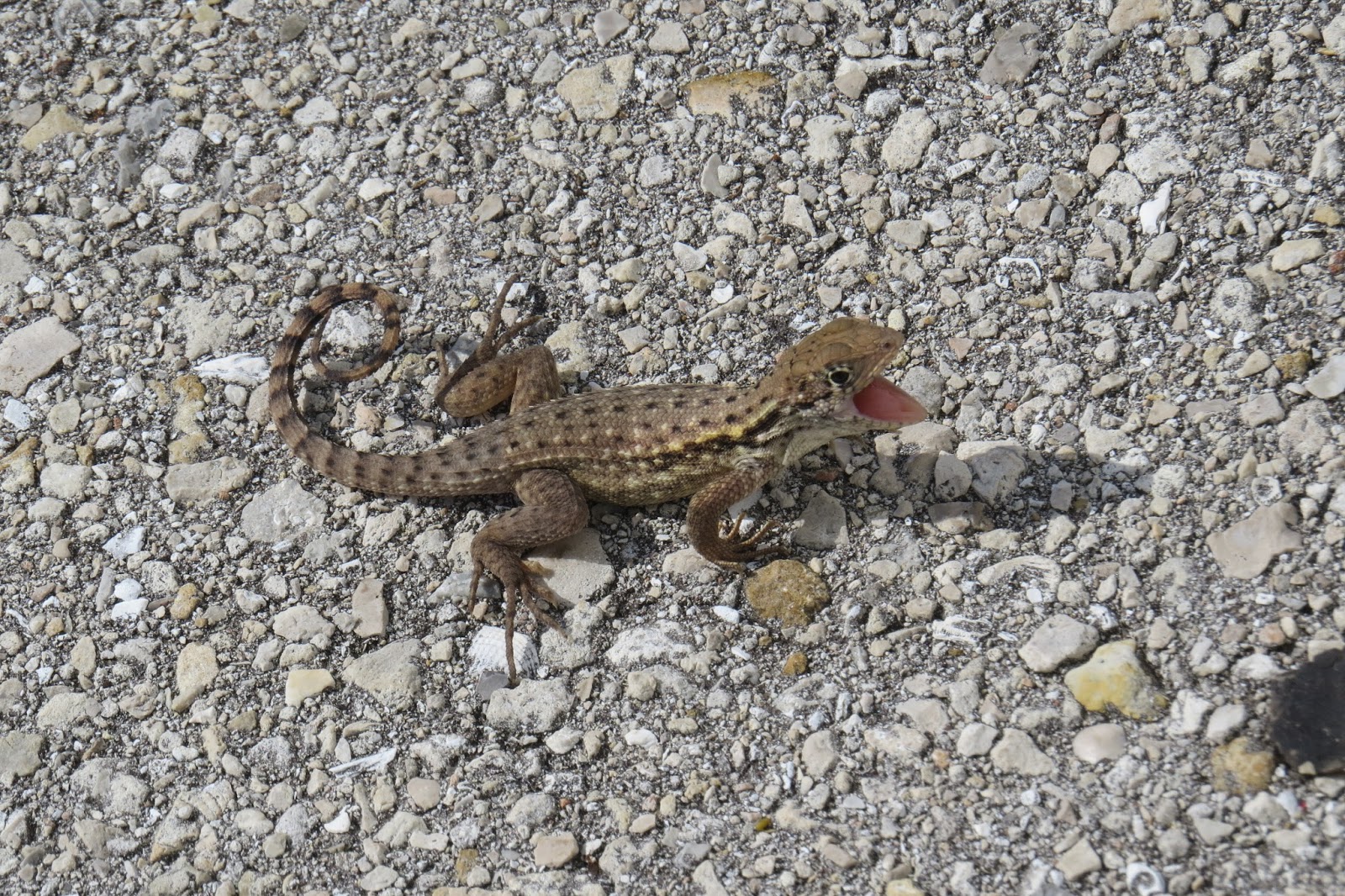 Slime and Scales: the Herpetofauna of Florida