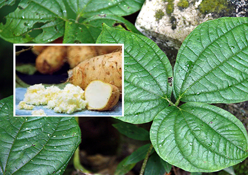 Pohon Gadung - Homecare24