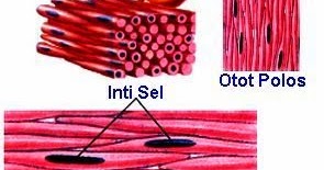 Tau Gak Sih: Pengertian Tentang Otot dan Jenis-Jenisnya