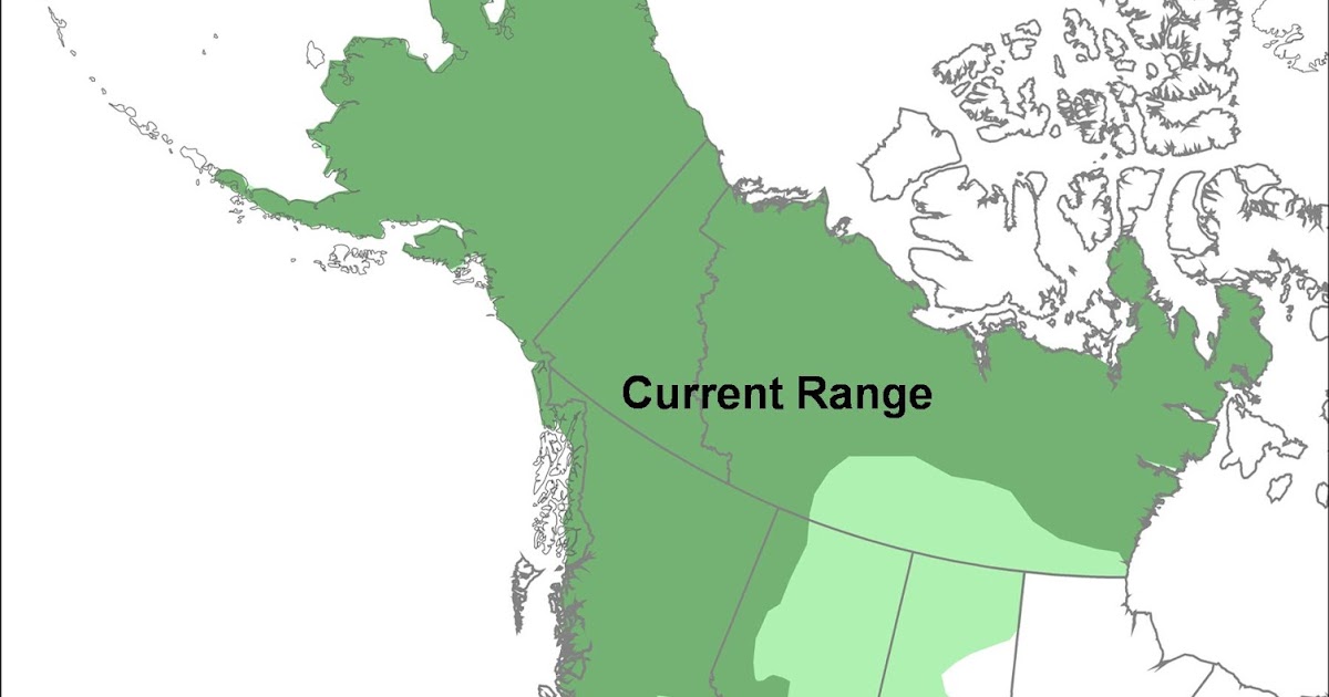 Abe's Animals: Grizzly bear range in North America
