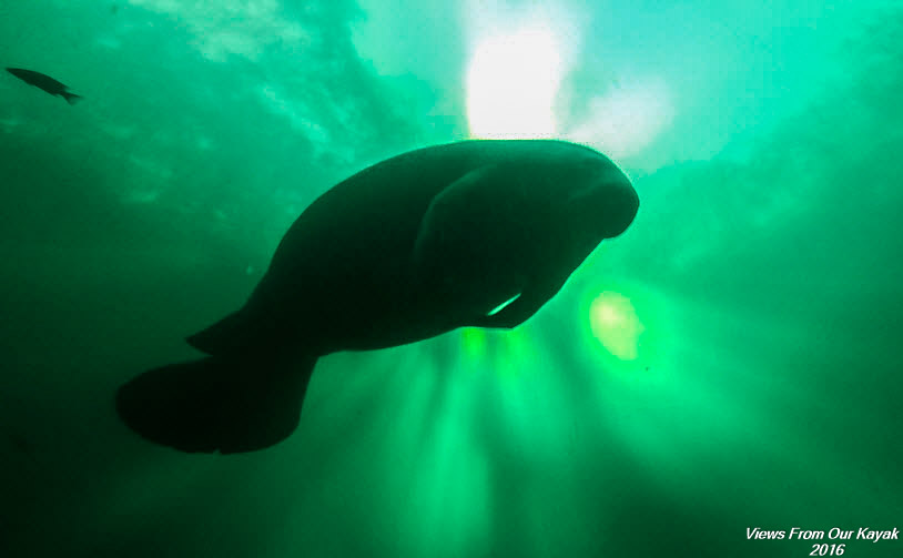 Views From Our Kayak: Hospital Hole (Weekie Wachee River)
