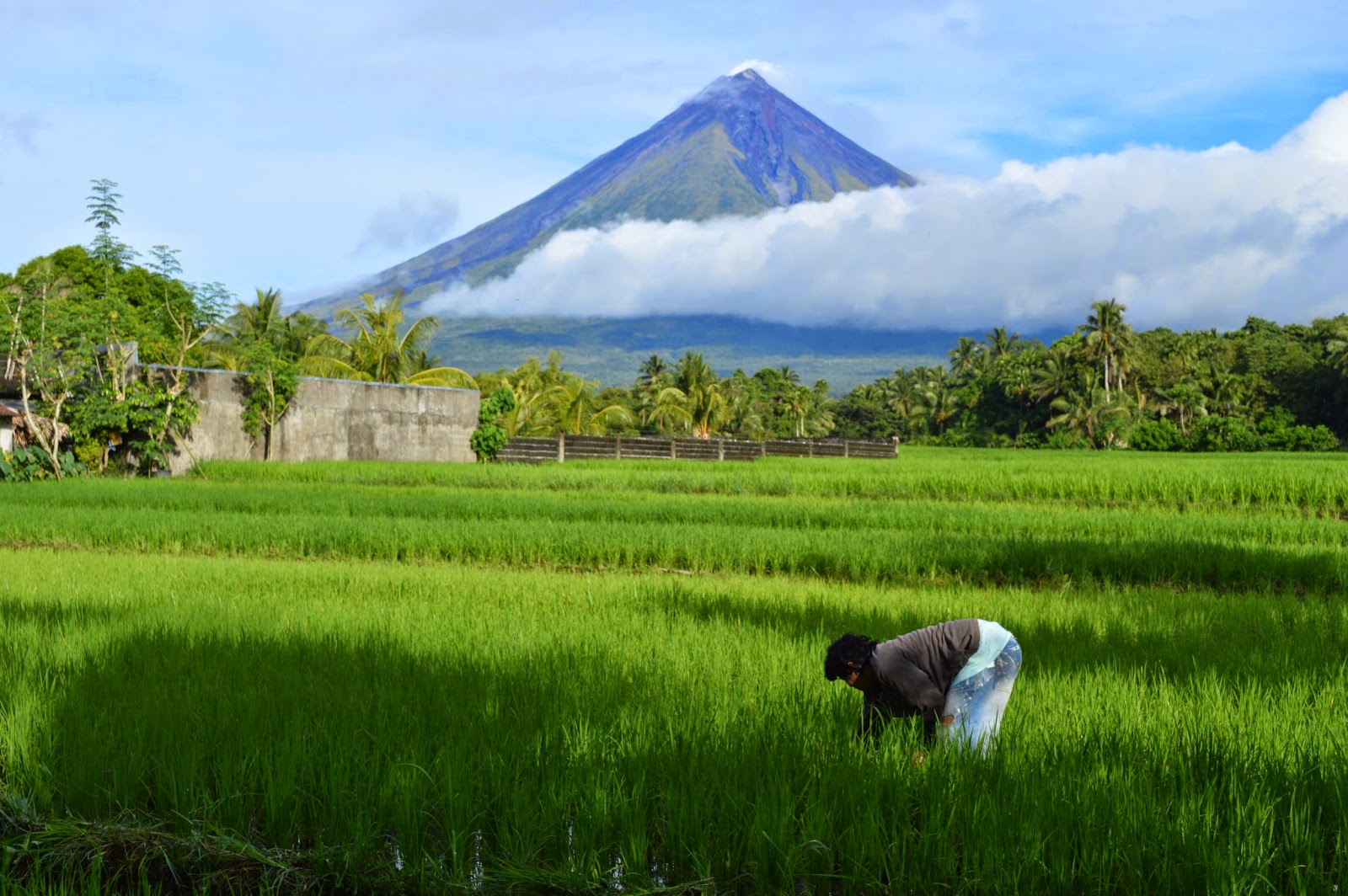5 Reasons Why Mayon Volcano Rocks - Pinoy Bonsai