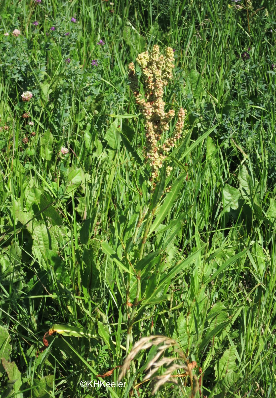 A Wandering Botanist: Plant Story--Curly Dock, Internationally-Known Weed