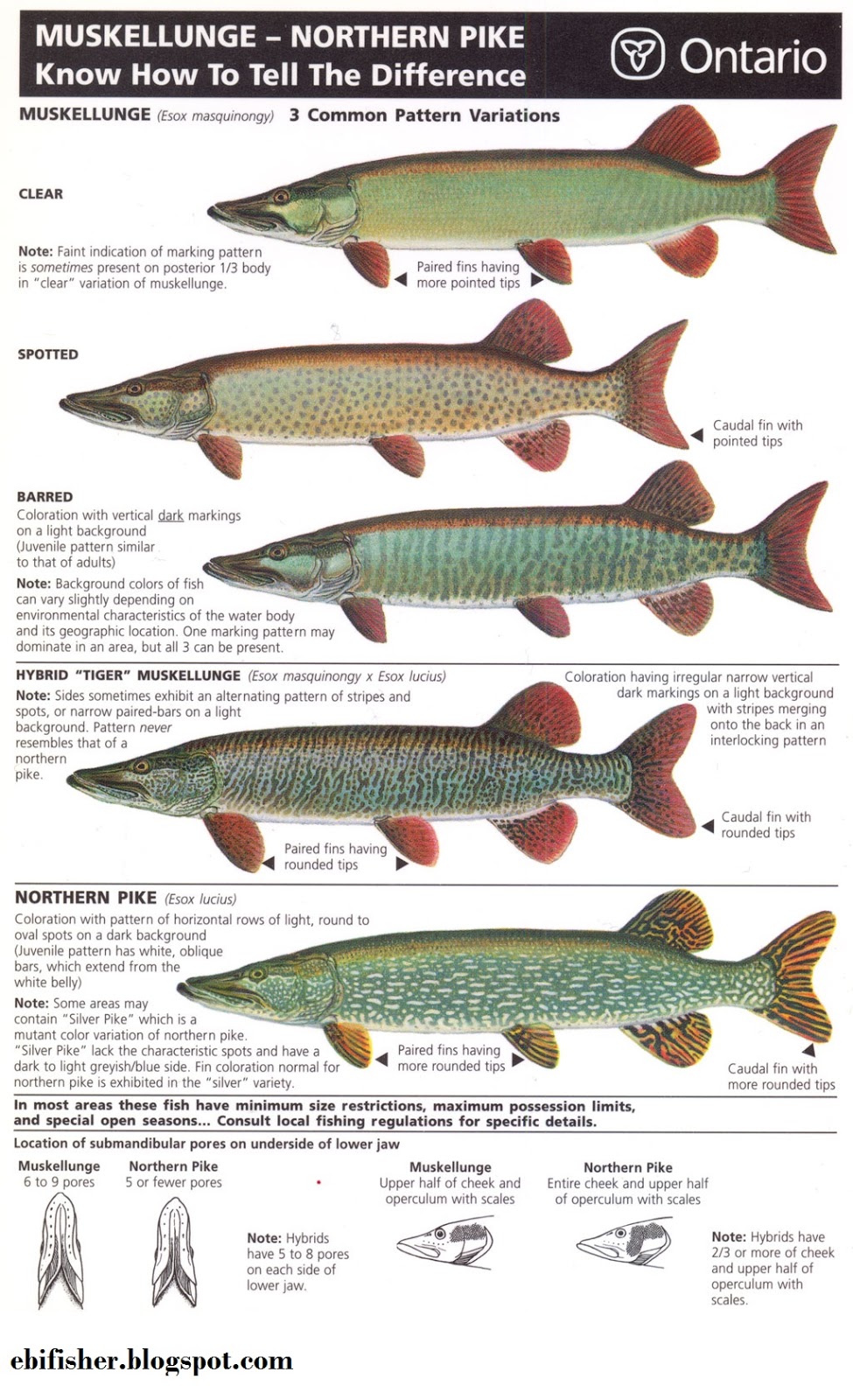 Ebi Fisher: معرفی خانوداده اردک ماهی ها Muskie, Tiger Musky & Northern Pike