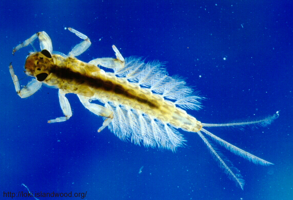 Penentuan Kualitas Perairan Melalui Indikator Biologis - Generasi Biologi