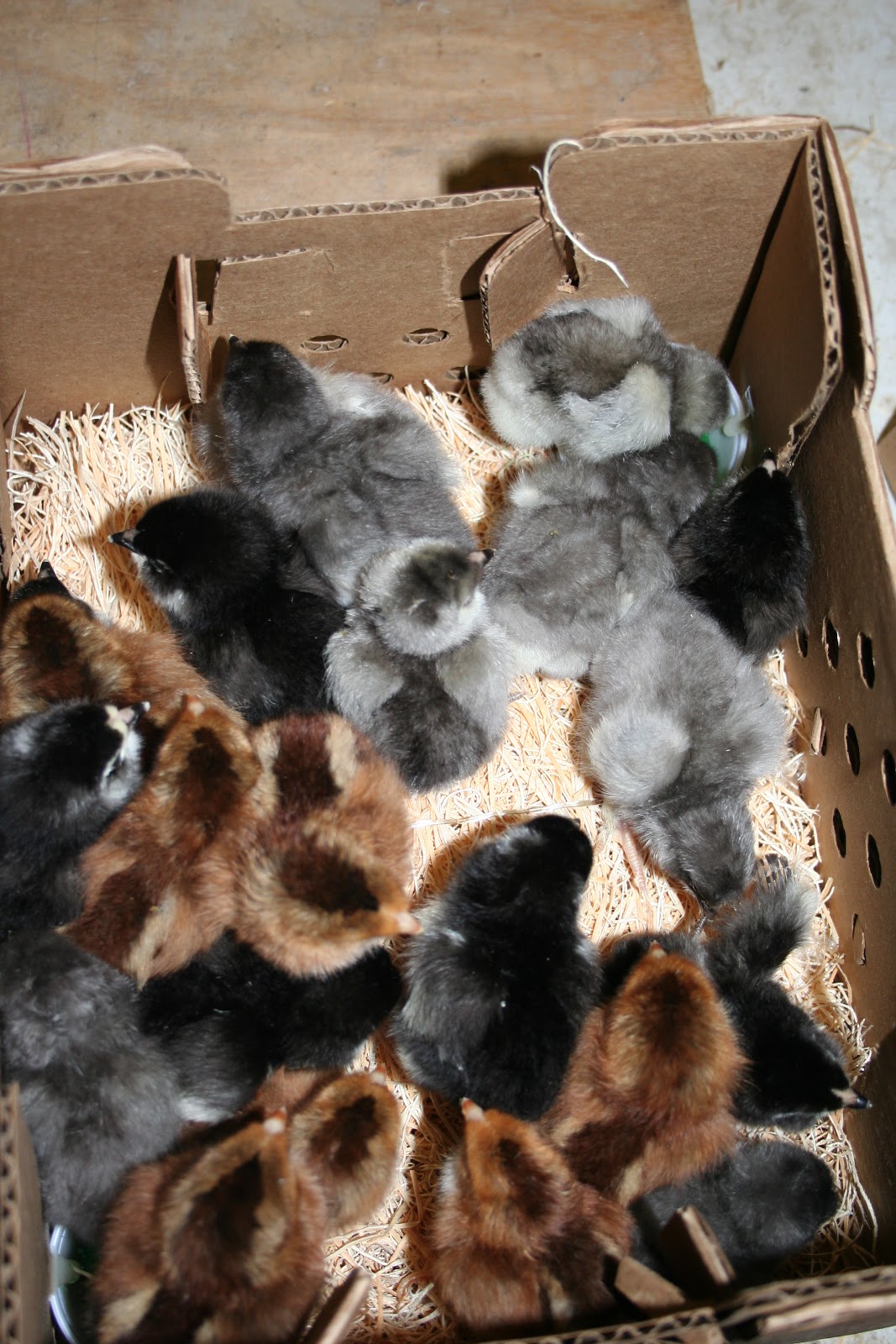Chicken Scratch Poultry: The First Chick Shipment For This Spring