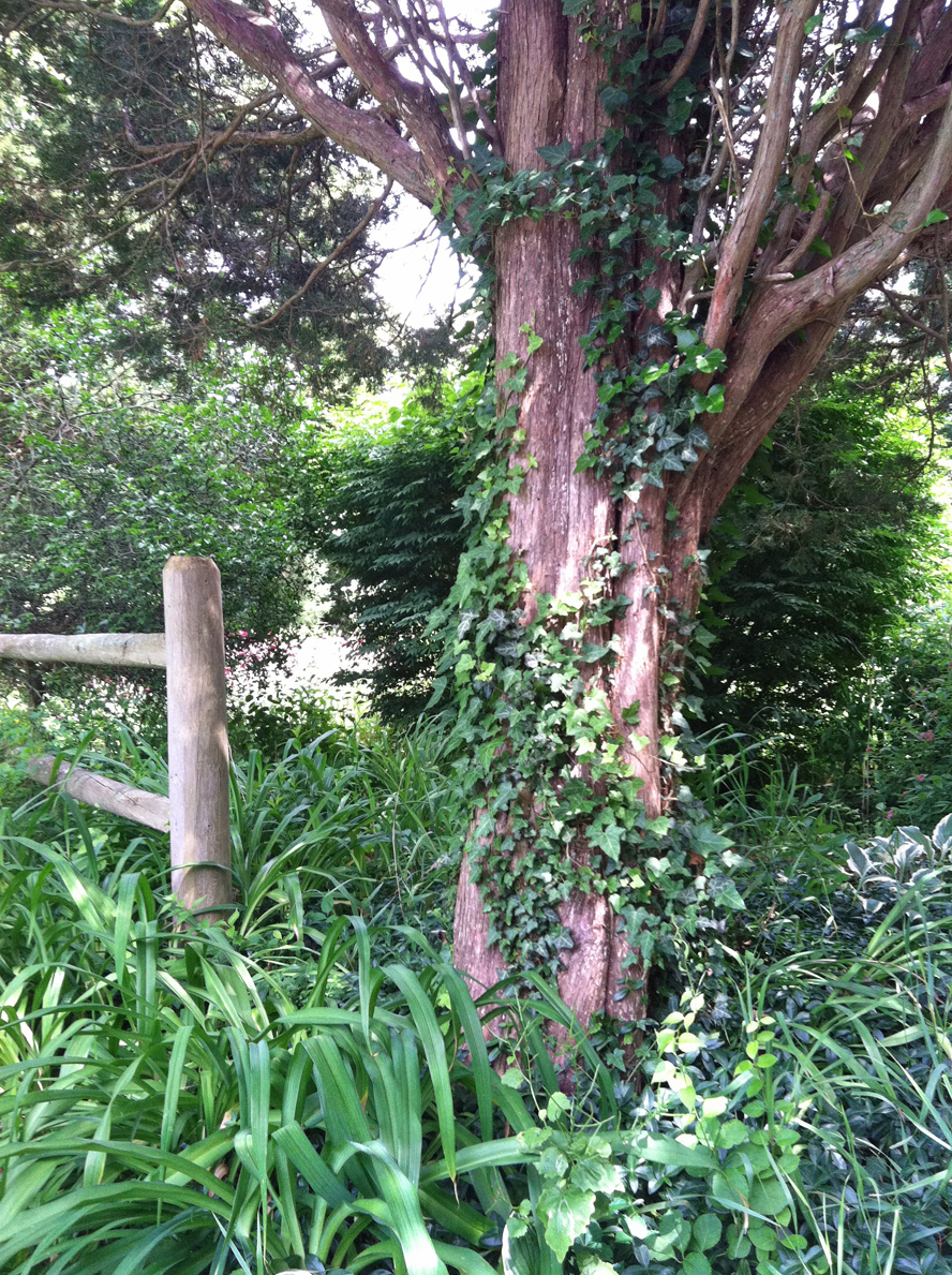 A Long Island Summer In Pictures: TREES, I LOVE TREES