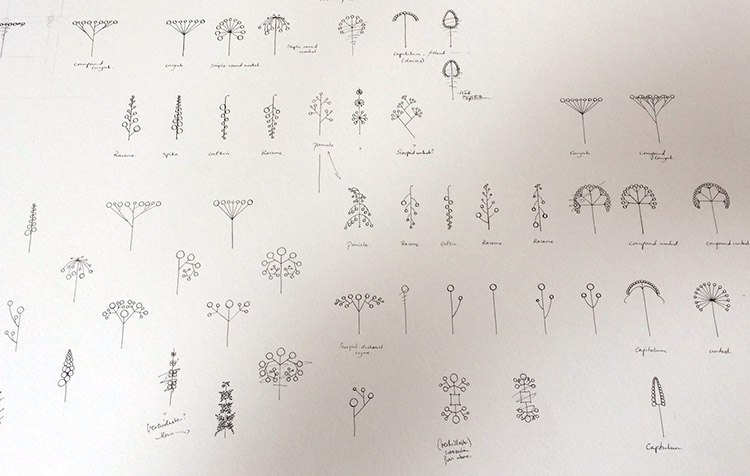 CLARE MITTEN: Research/Studio Visit: Sarah Simblet