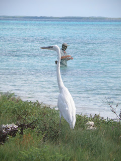 Elambiente.ron: La Garza Real, en peligro de extinción en Venezuela