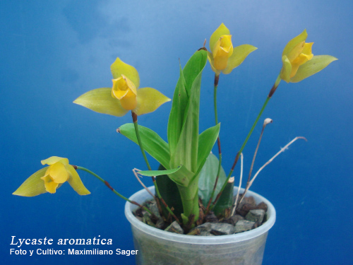Grupo Orquideófilo del Norte Santafesino: Lycaste aromatica