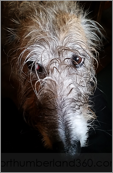 Northumberland360.com: the many faces of a damp dog