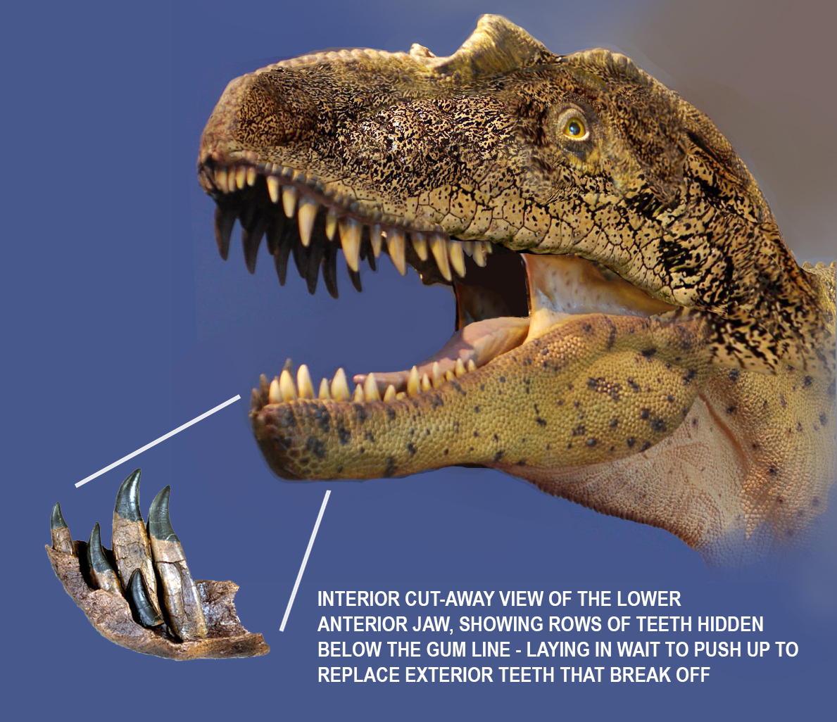 Dinoblog: Tyrannosaurus Teeth