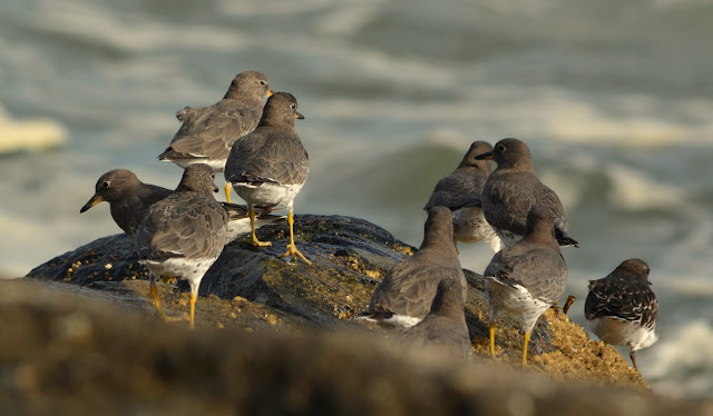 Woods Walks and Wildlife: Rocky Shore Birds