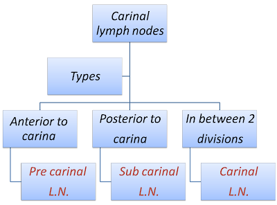 Radiology Pearls: Mediastinal lymph nodes
