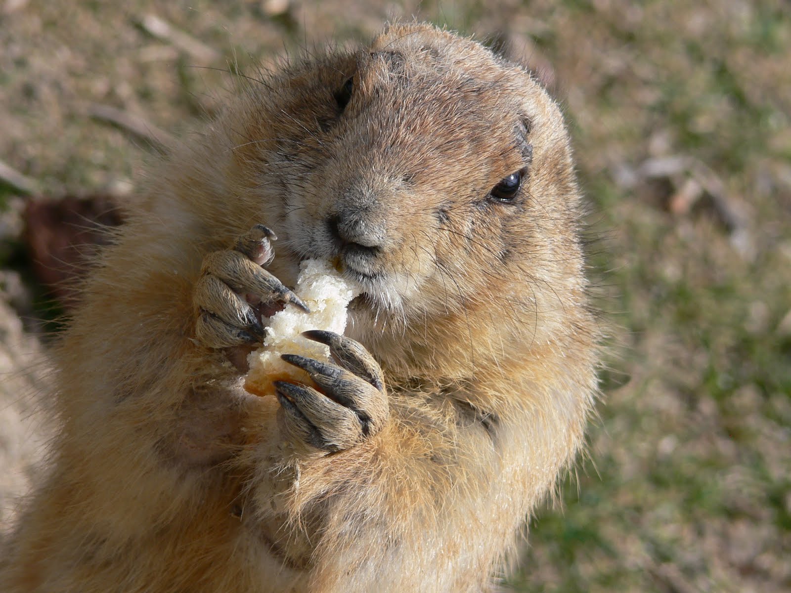 El ojo del buitre: Marmota