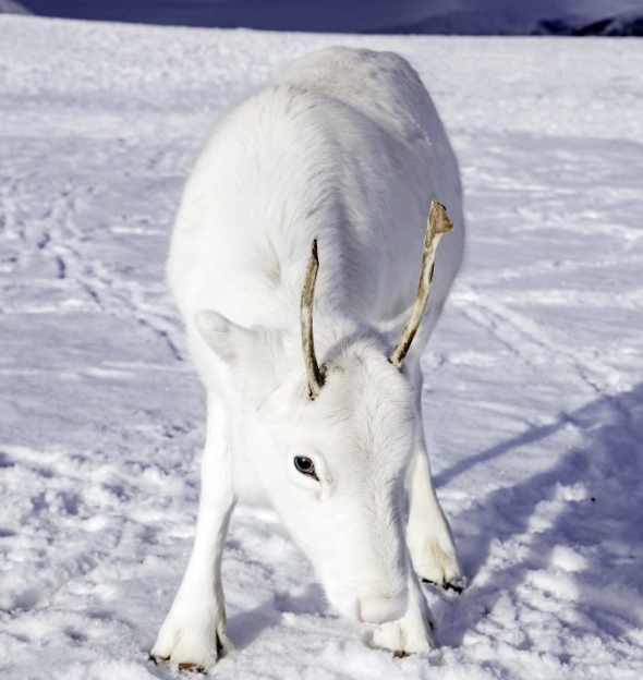 White Wolf : Extremely rare white baby reindeer almost disappears into ...