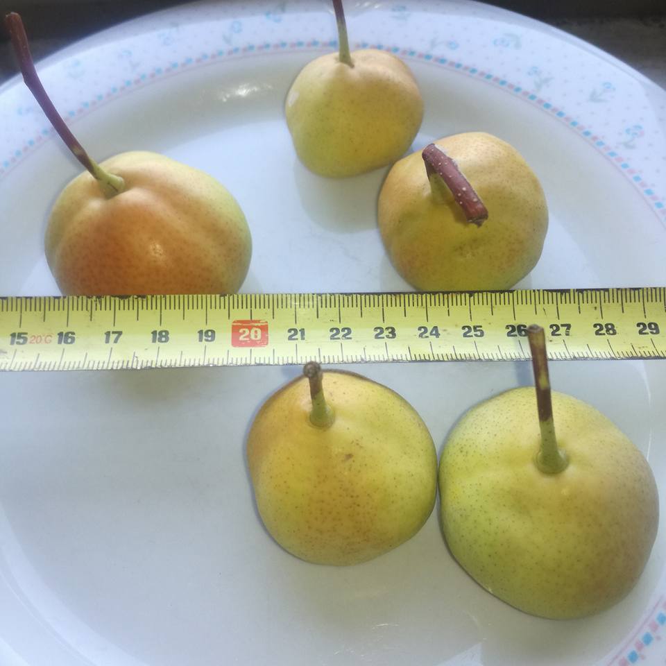 Fruits Seeker: X Sorbopyrus auricularis - sorbopero