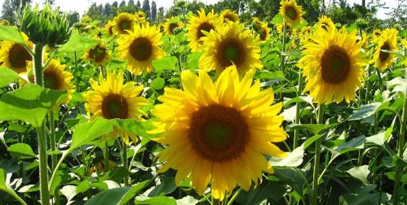 Jifunze mbinu bora za kilimo cha alizeti | LIWALE BLOG GuidePedia